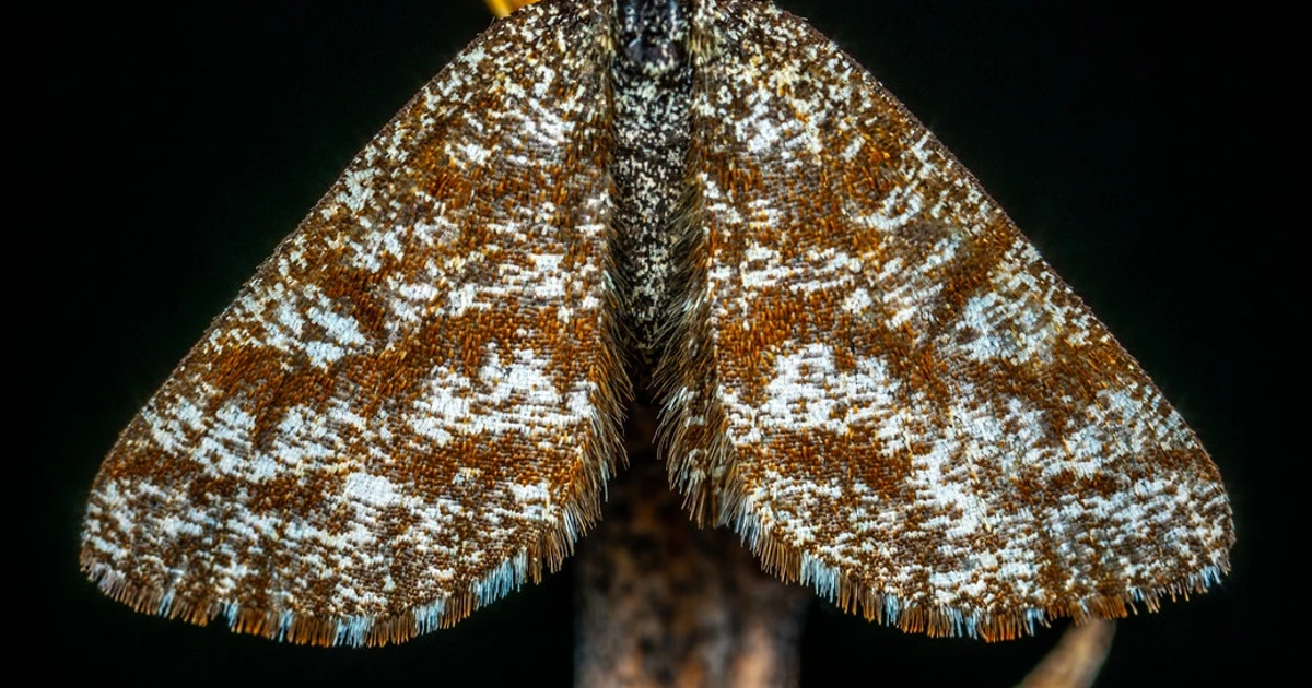What Does It Mean When A Moth Lands On You Spiritual Symbolism? Sign ...