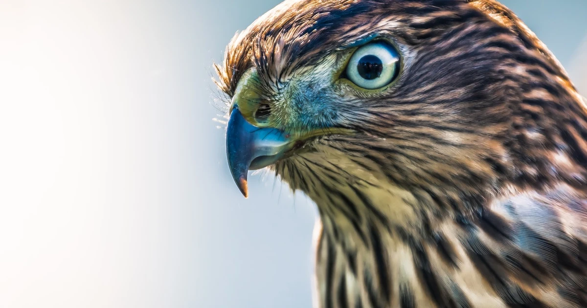 Seeing A Hawk Meaning Spiritual Symbolism - The Power Of Focus