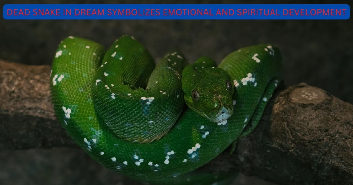 Dead Snake In Dream - Emotional And Spiritual Development