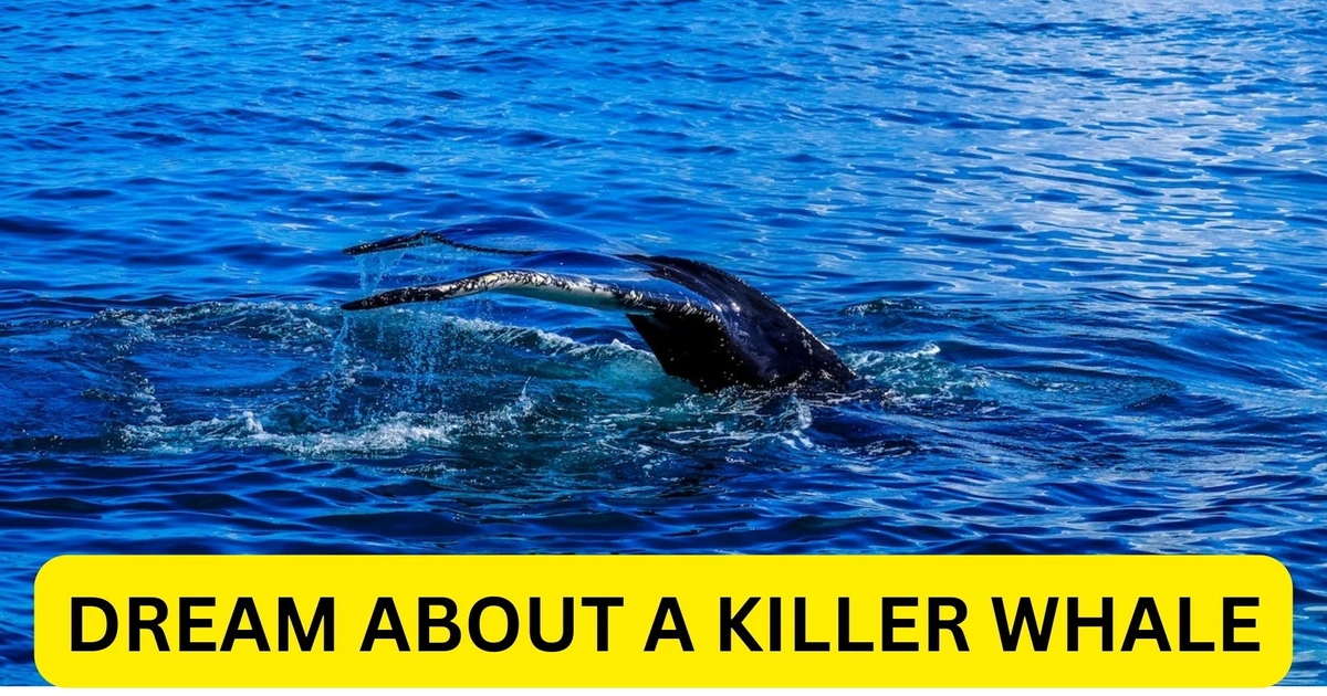 Dream About A Killer Whale - A Sign Of Good Luck For Many People