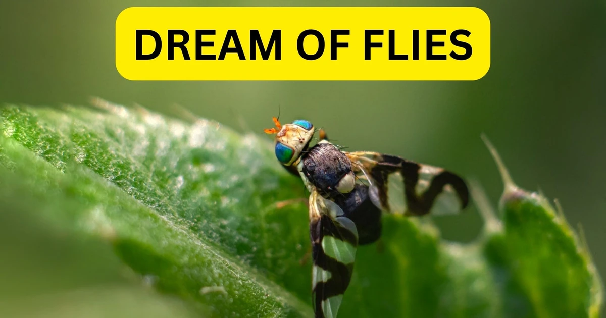 Dream Of Flies - Hardwork And Effort Will Fall Through