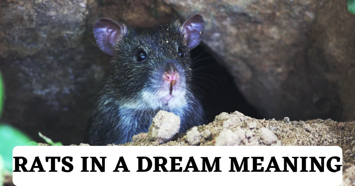 Rats In A Dream Meaning - A Sign Of Betrayal