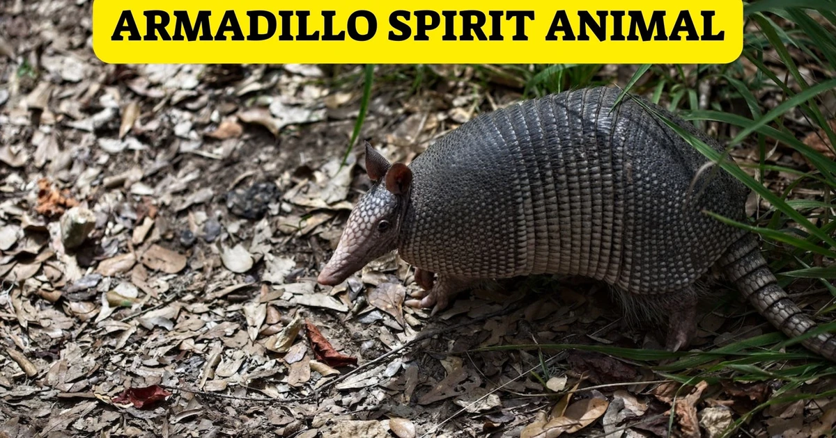 Armadillo Spirit Animal - A Symbol Of Safety