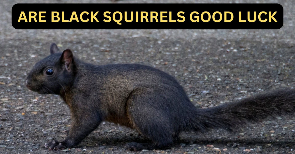 Are Black Squirrels Good Luck? Symbol Of Change And Adaptability