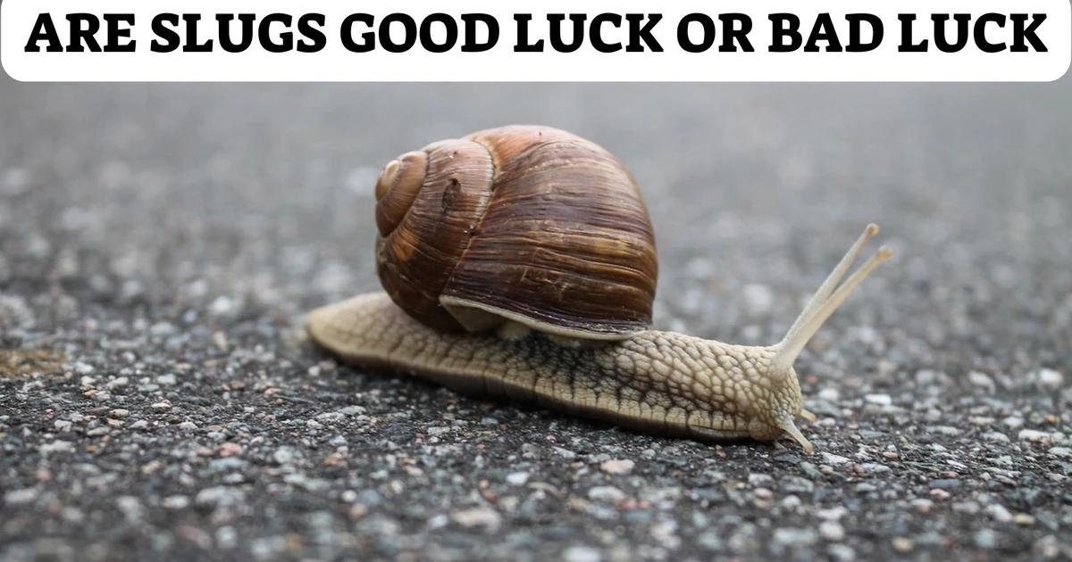 Are Slugs Good Luck Or Bad Luck?