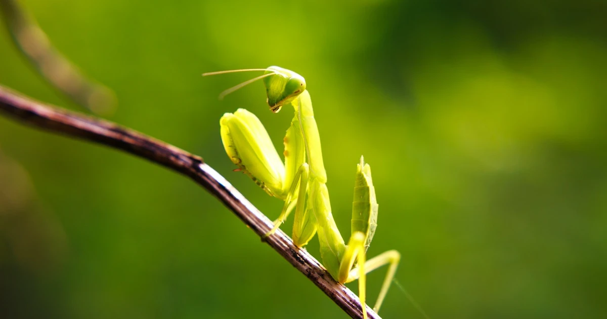 What Does It Mean When You See A Praying Mantis Meaning Symbolism?