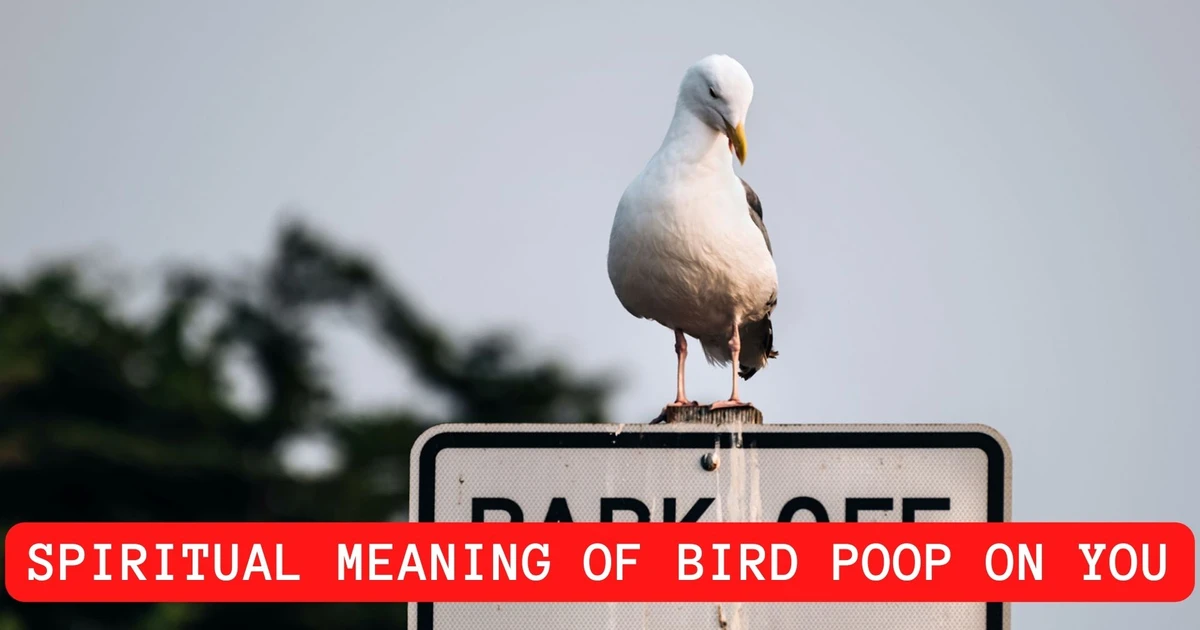 Spiritual Meaning Of Bird Poop On You - Considered A Gift From The Heavens