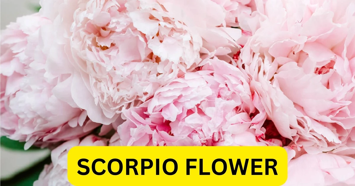 Scorpio Flower - Dark Red Flowers Like Geraniums