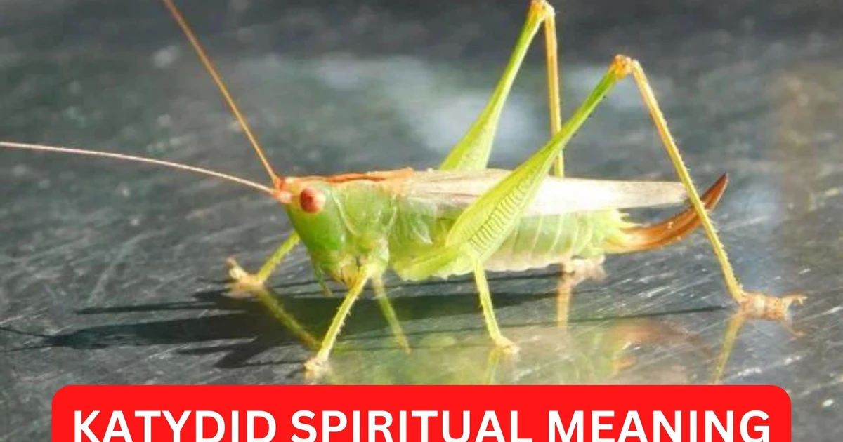 Katydid Spiritual Meaning - A Symbol Of Utter Humility