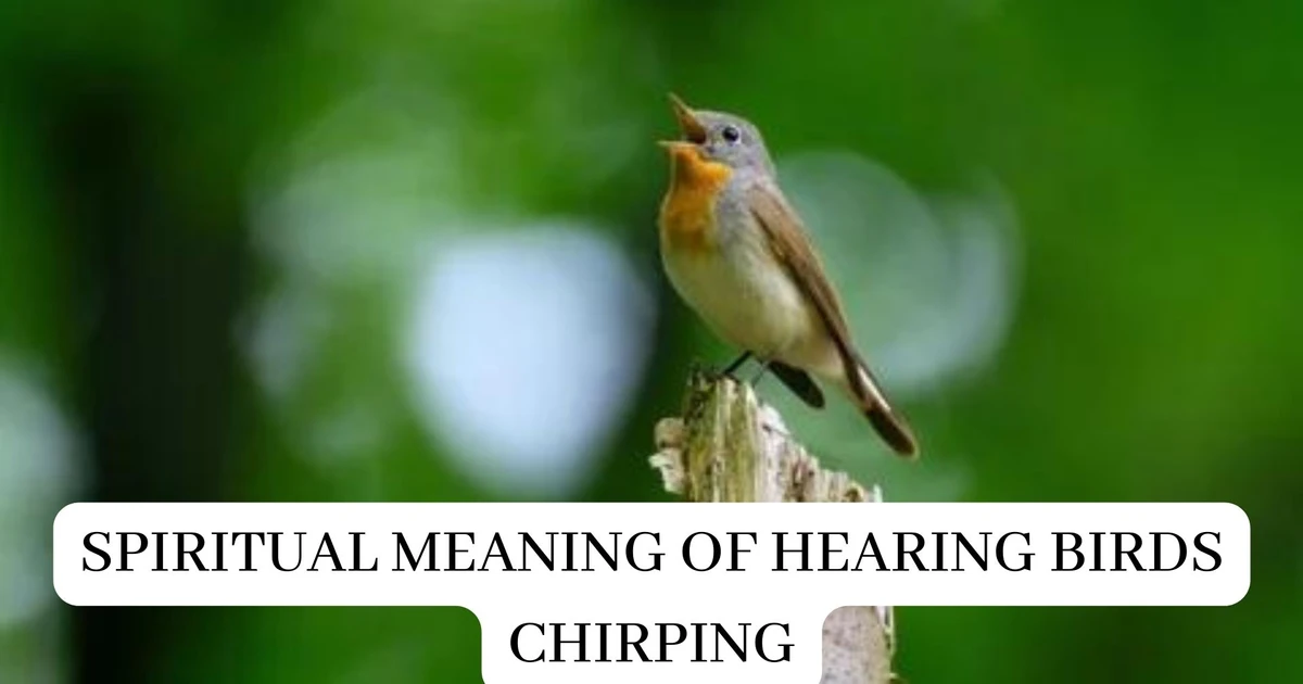 Spiritual Meaning Of Hearing Birds Chirping - Means That Your Angels ...