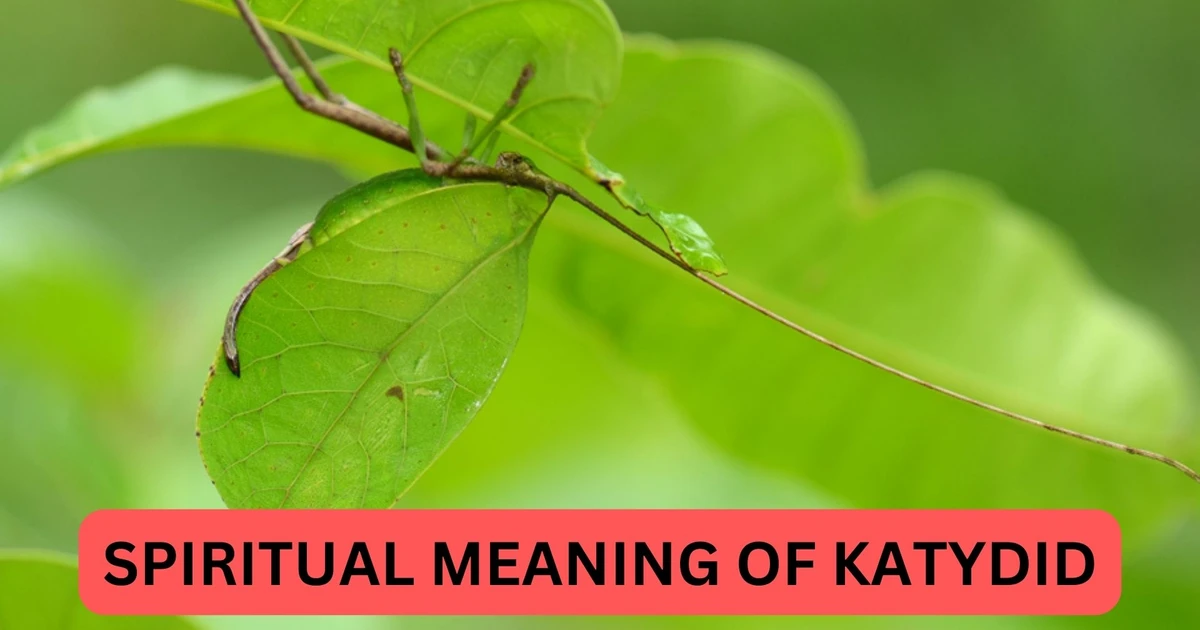 Spiritual Meaning Of Katydid - Strengthens And Strengthens Your Chakra