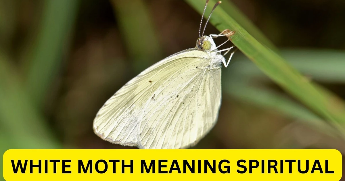 White Moth Meaning Spiritual - Good Health And Peace