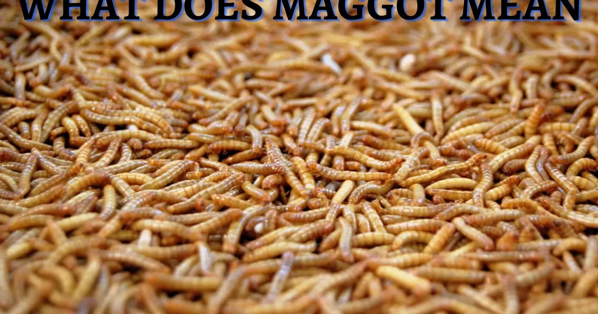 What Does Maggot Mean? Deep Spiritual Awakening