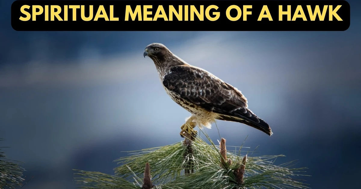 Spiritual Meaning Of A Hawk - Clairvoyance, And Spiritual Awareness