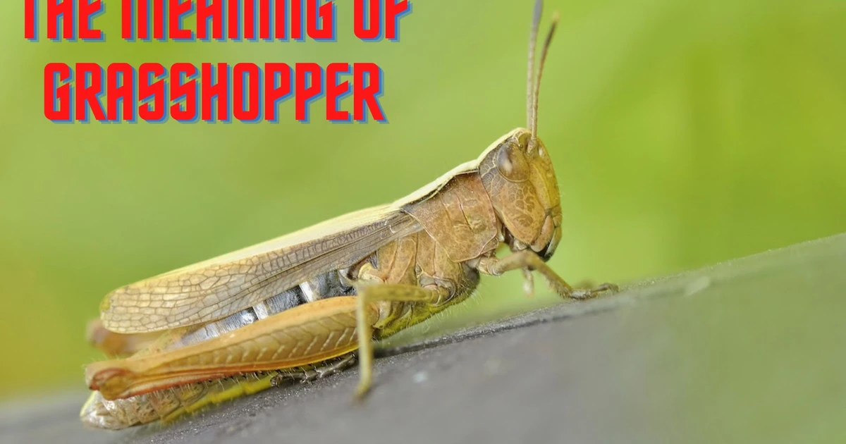 The Meaning Of Grasshopper - A Sign Of Freedom