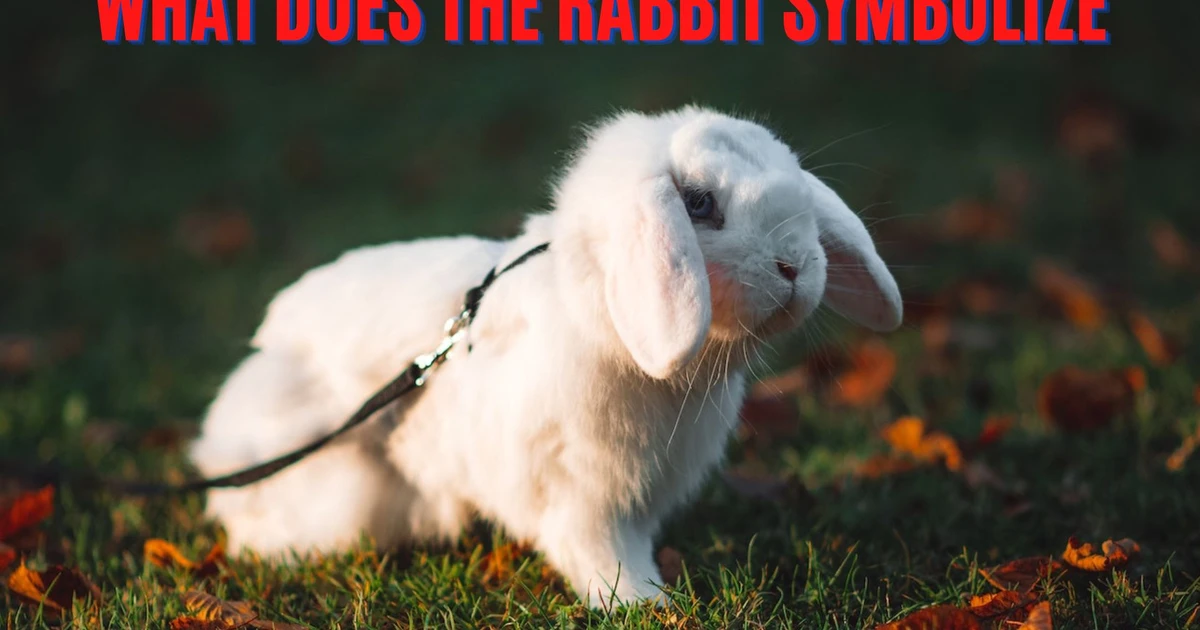 What Does The Rabbit Symbolize? Symbolize Prosperity, Abundance, Good ...