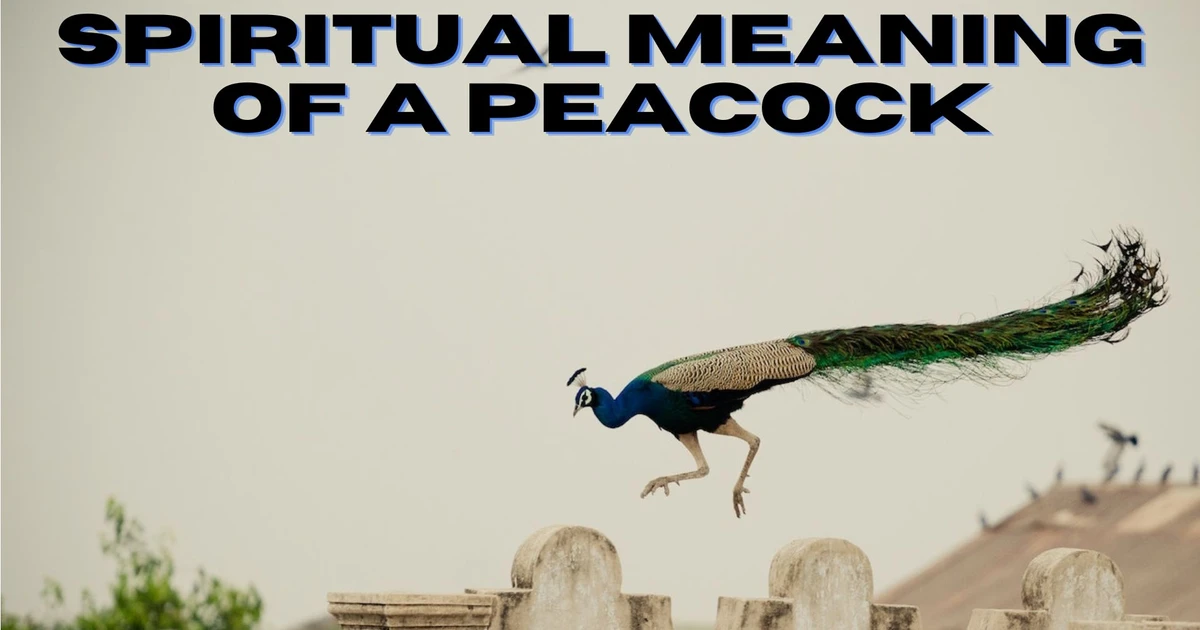 Spiritual Meaning Of A Peacock - Representation Of Strength, Authority ...
