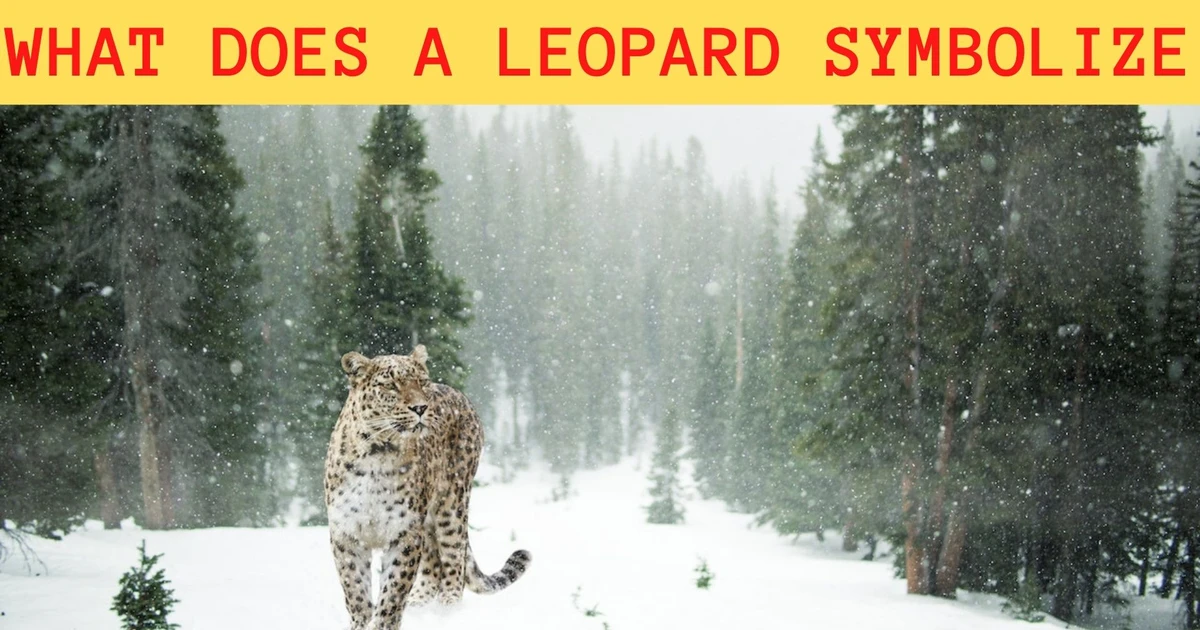 What Does A Leopard Symbolize? Dignity, And Restraint