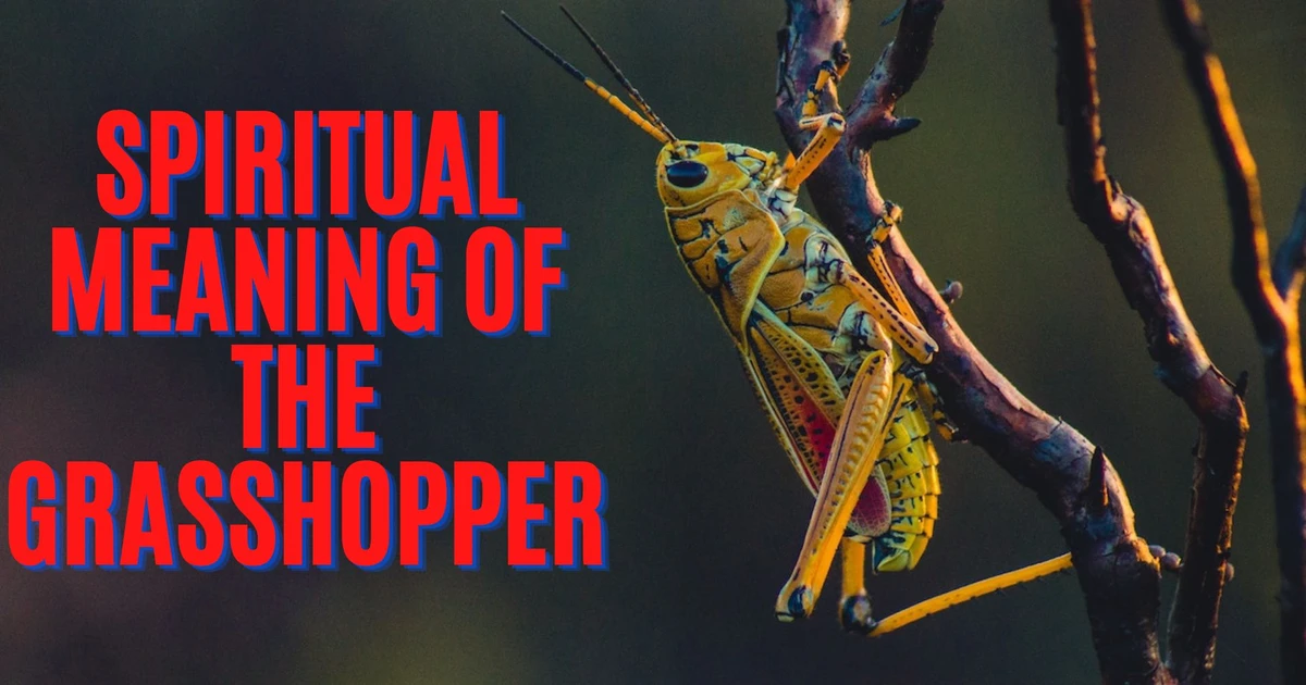 Spiritual Meaning Of The Grasshopper - Symbolizes Good Fortune, Wealth ...