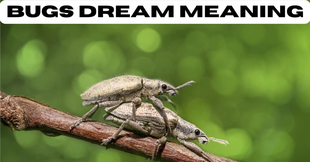 Bugs Dream Meaning - Represent The Negative Emotions