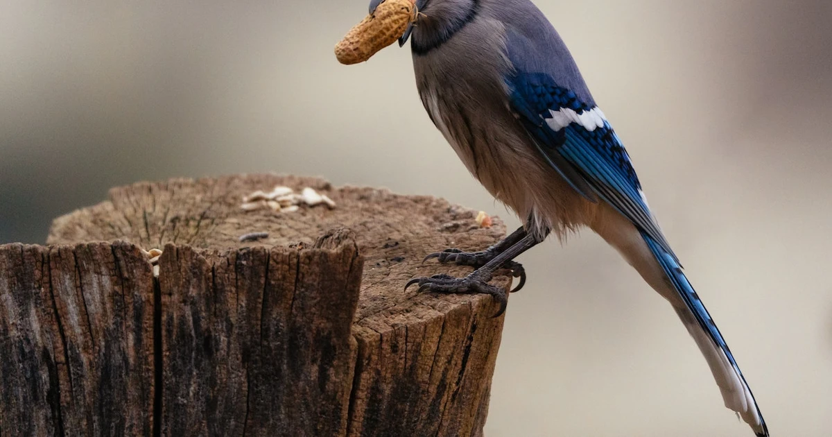 Blue Jay Meaning - A Symbol Of Wisdom And Intelligence