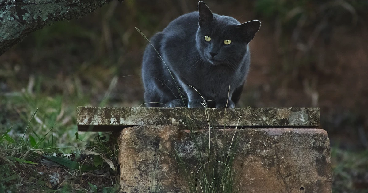 Black Cat Spiritual Meaning - From Witchcraft To Enlightenment