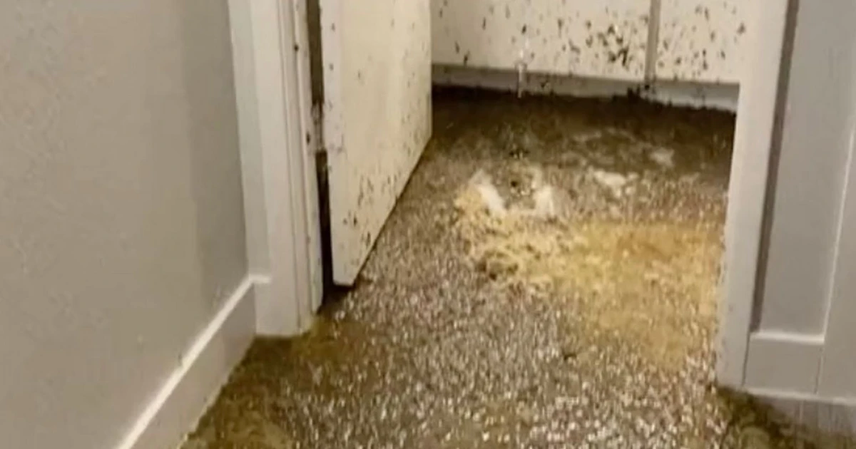 Dream About Poop On The Floor - Connection With Diet