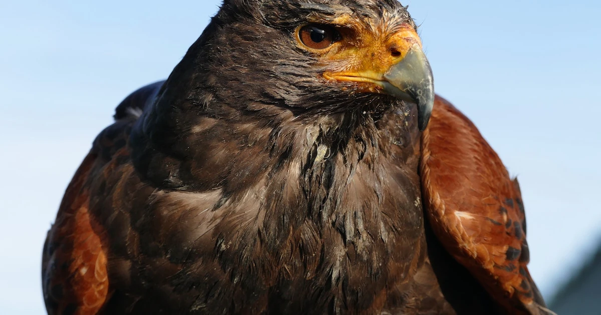 Spirit Meaning Hawk And Symbolism