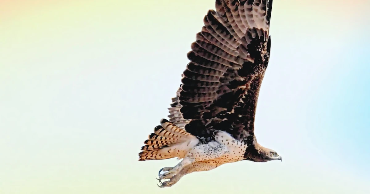Spiritual Meaning Of Hawk - Unlocking The Symbolic Significance