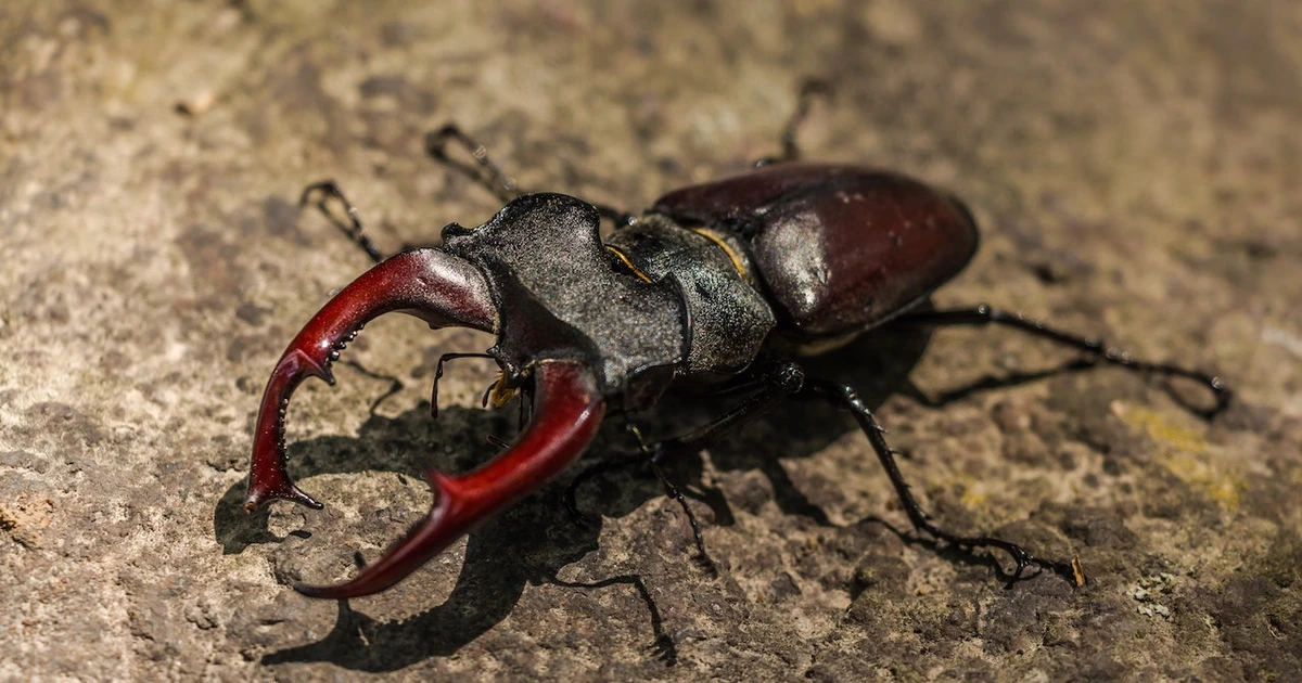 Beetle Spiritual Meaning - The Symbolism Of Beetle Colors