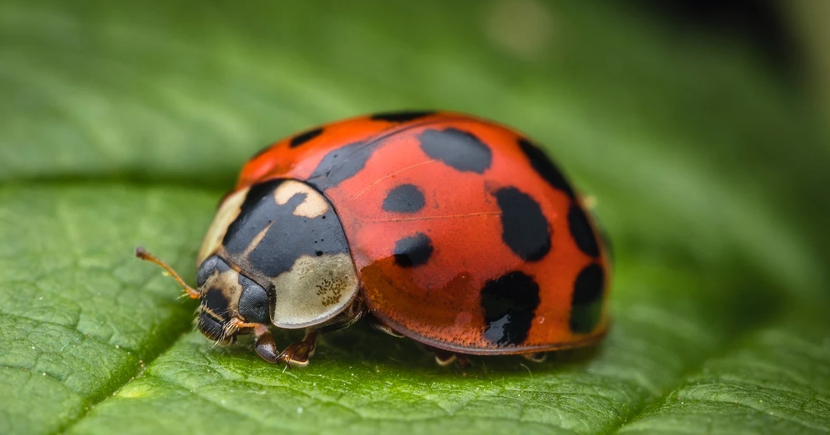 The Meaning Of Ladybugs - A Symbol Of Good Luck And Protection