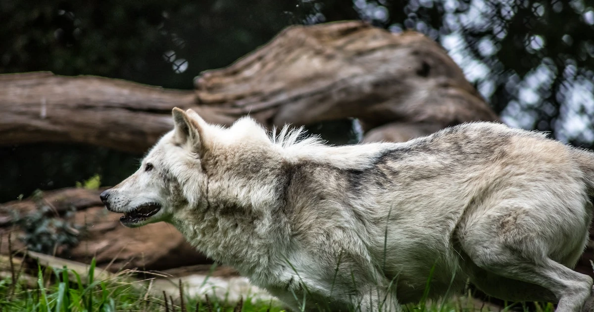 Seeing A Wolf Meaning - Exploring Spiritual And Primal Symbolism