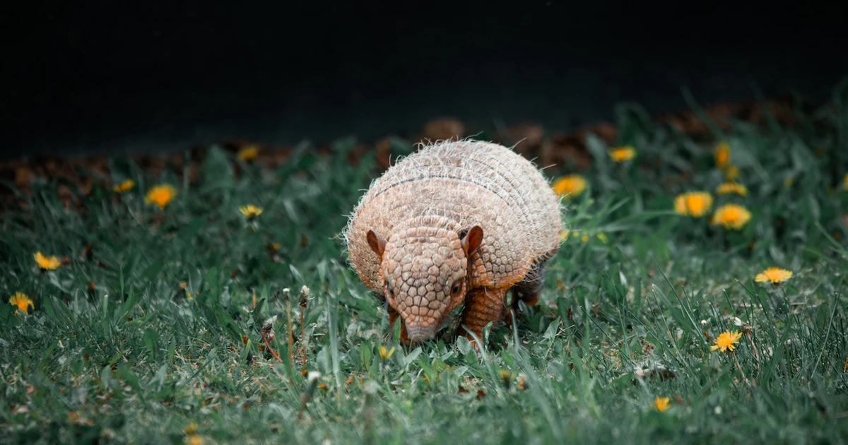 Spiritual Meaning Of Seeing An Armadillo - Insights And Symbols