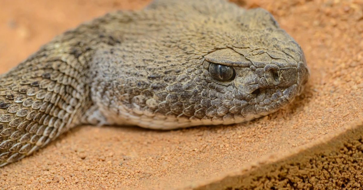 Snake Eyes Meaning Spiritual Interpretation With Transformation