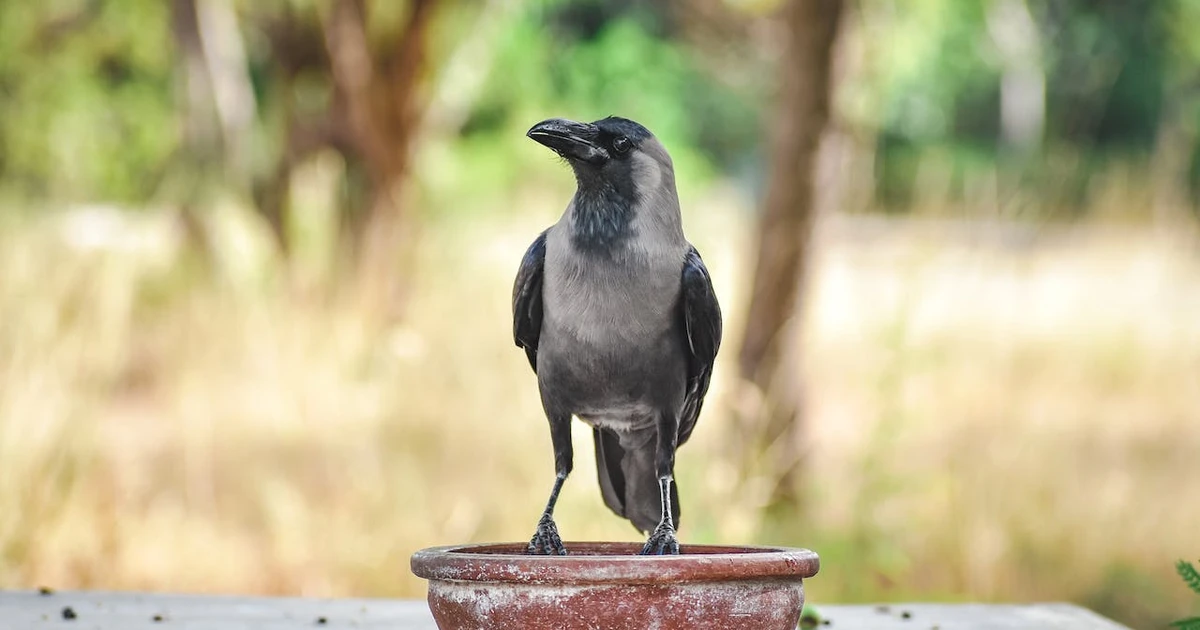 Crow Meaning In The Bible As A Powerful And Enigmatic Creature