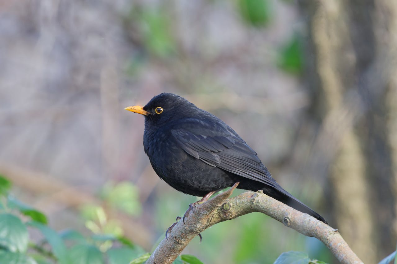 Blackbird Meaning, Symbolism, And Totem